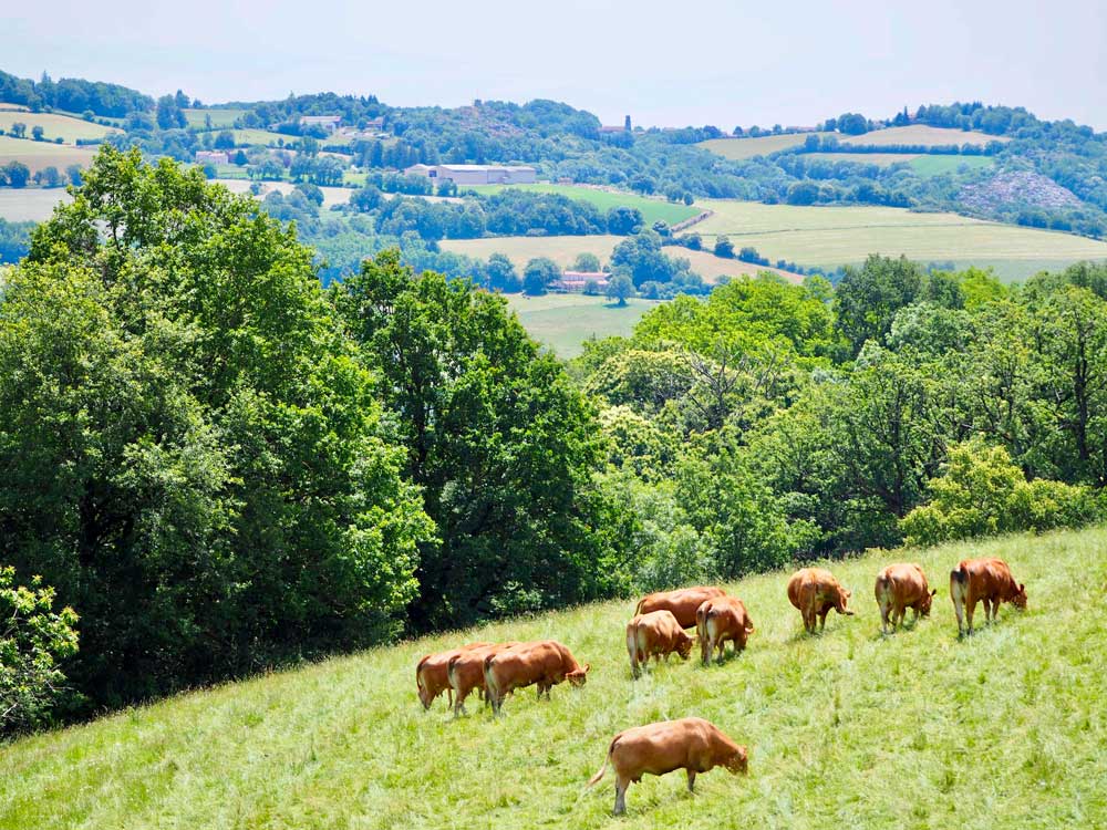 La Méridienne Verte - Teillet (Tarn 81)